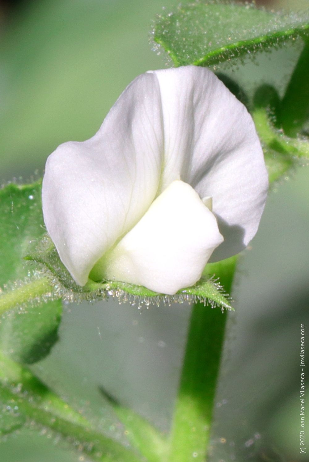 chickpea flower