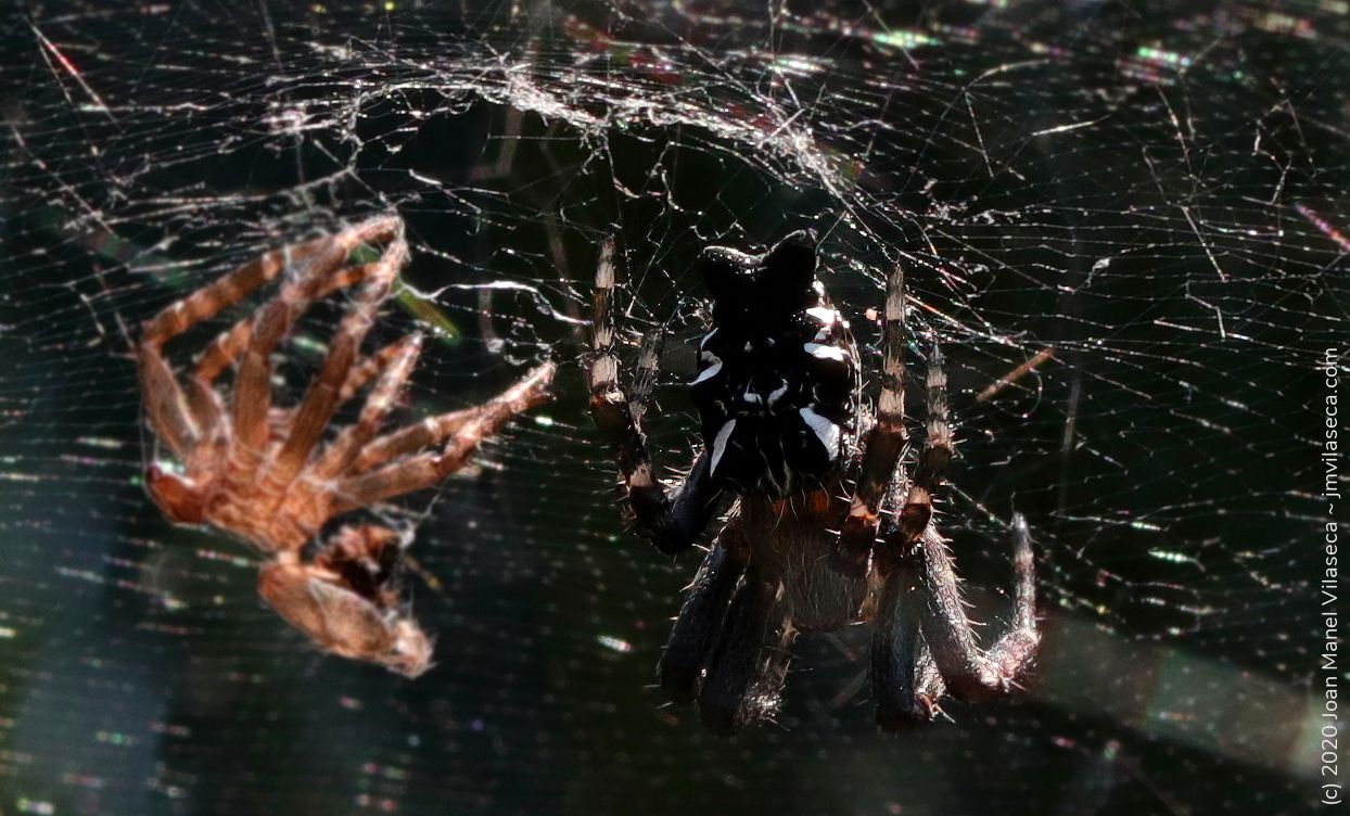growing spider
