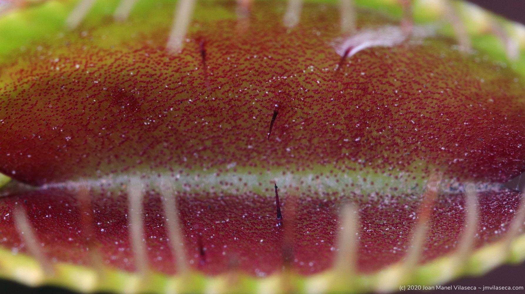 flytrap teeth
