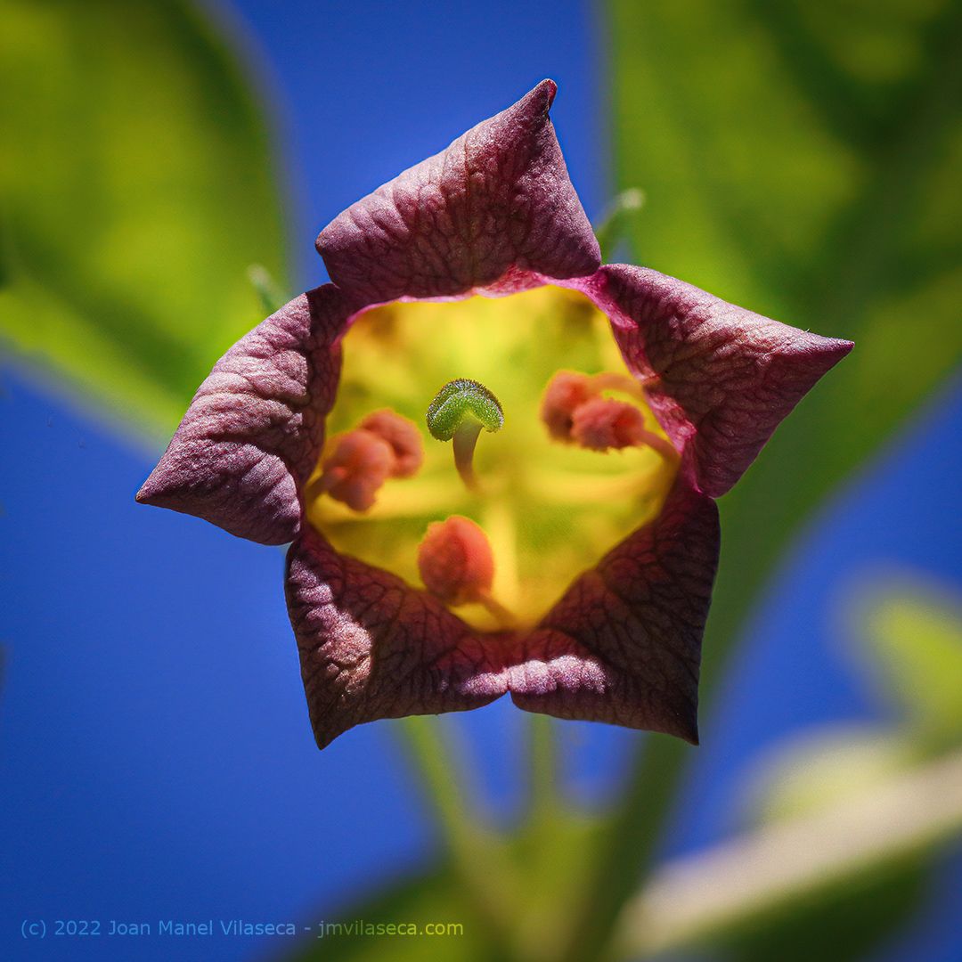 Belladonna flower