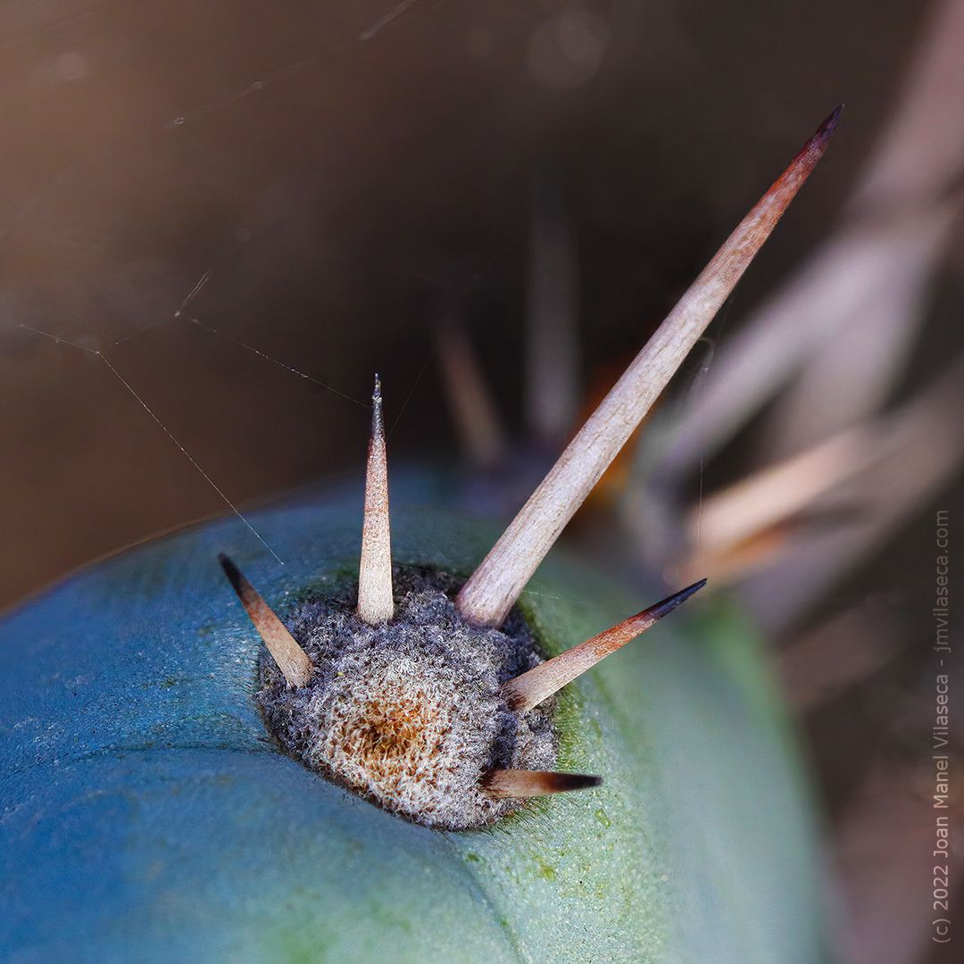 peruvian torch defenses