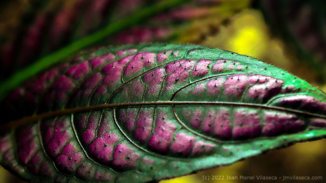 Persian Shield