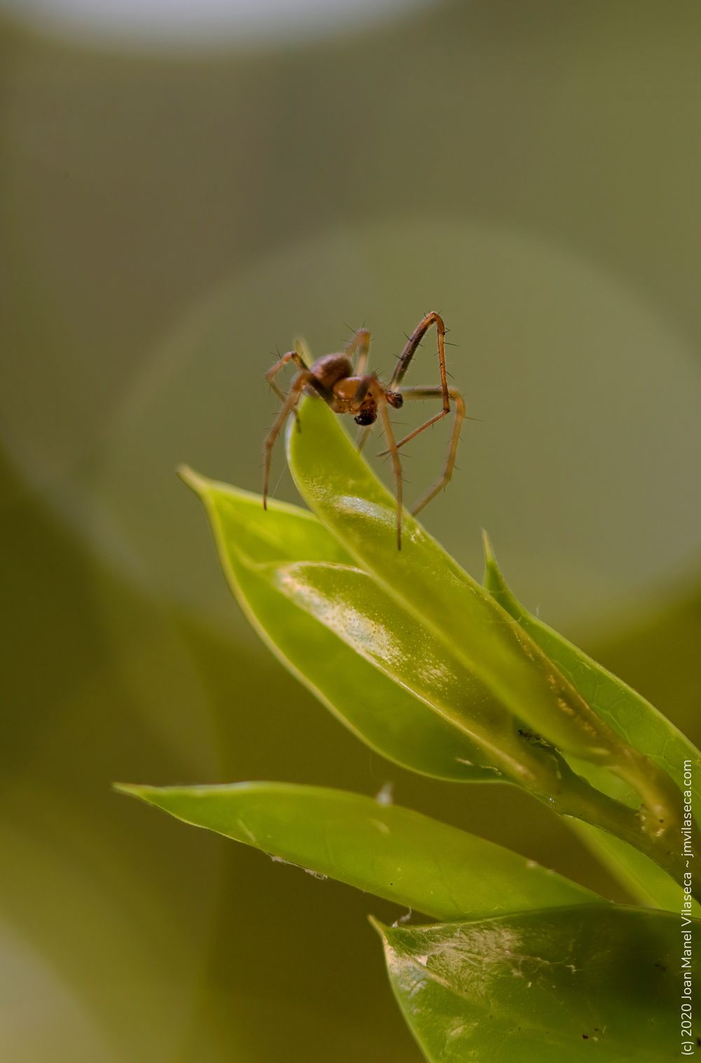 spider dance